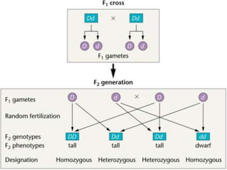 Mendel concept of genetics | PPTX