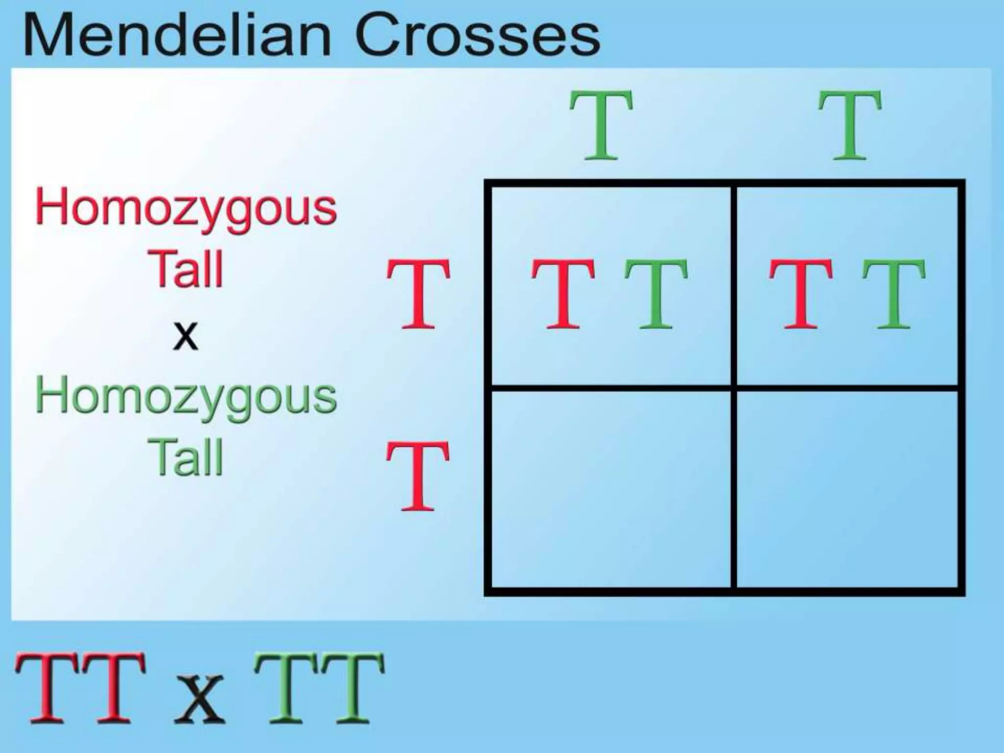 Gregor Mendel and Punnett Squares | PPT