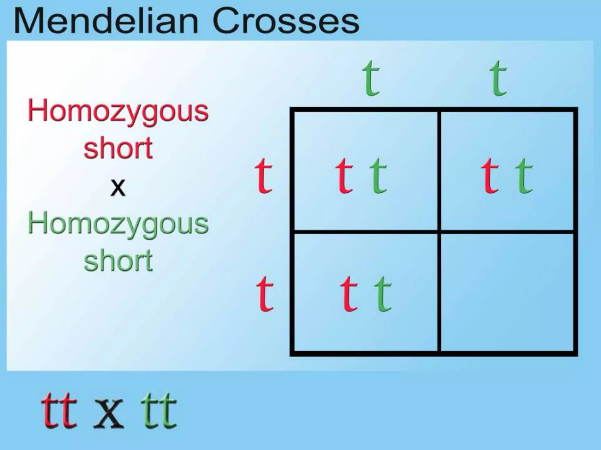 Gregor Mendel and Punnett Squares | PPT