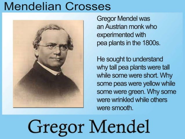 Gregor Mendel and Punnett Squares | PPT