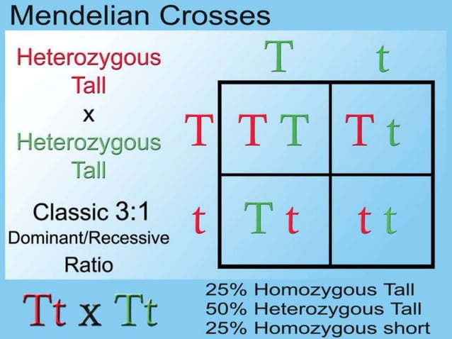 Gregor Mendel and Punnett Squares | PPTX