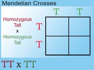 Gregor Mendel and Punnett Squares | PPT