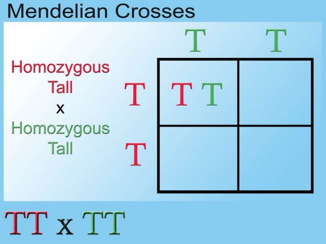 Gregor Mendel and Punnett Squares | PPTX