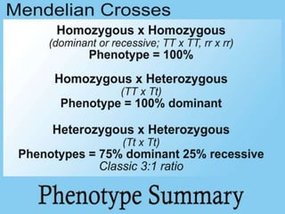 Gregor Mendel Punnett Square