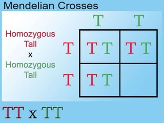 Gregor Mendel and Punnett Squares | PPT