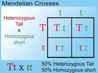 Gregor Mendel Punnett Square