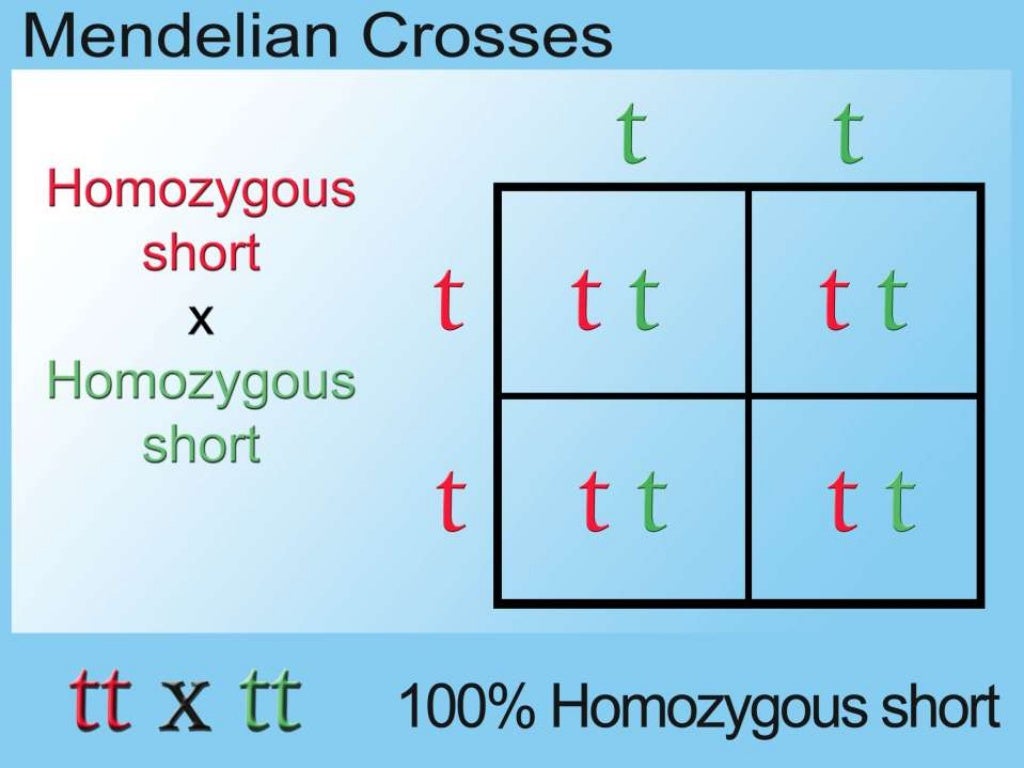 Gregor Mendel and Punnett Squares
