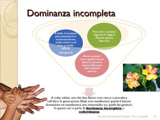 Mendel e la genetica | PDF