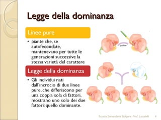Mendel e la genetica | PDF