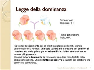 Mendel e la genetica | PDF
