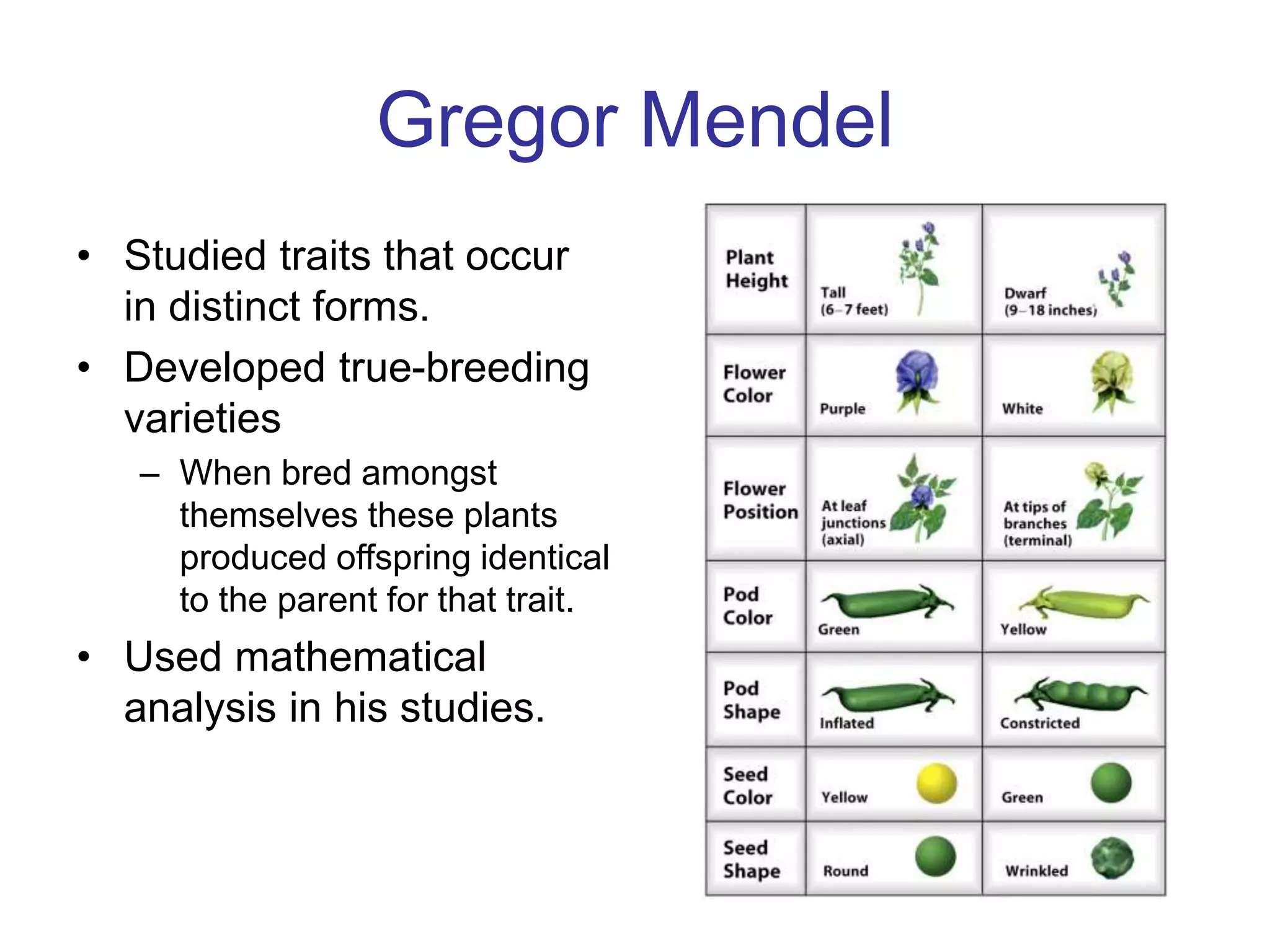 Mendel Genetics PPT.ppt