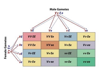 Mendel Genetics PPT.ppt