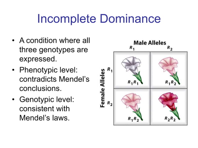 Mendel Genetics PPT.ppt