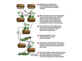 Mendel Genetics PPT.ppt