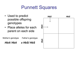 Mendel Genetics PPT.ppt