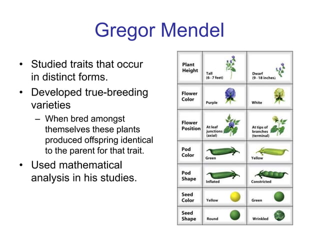Mendel Genetics PPT.ppt
