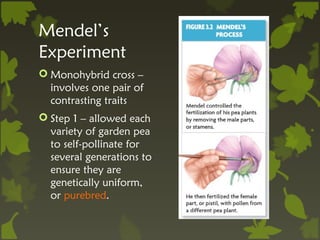 Mendel & Heredity | PPT