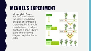 Mendelian - Heredity | PPT | Free Download