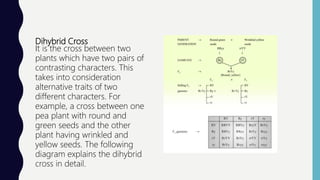 Mendelian - Heredity | PPT