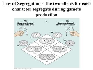 Mendelian-Genetics-1.ppt