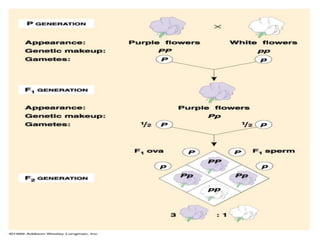 Mendelian-Genetics-1.ppt