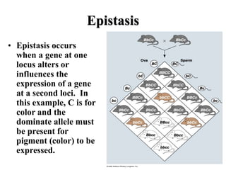 Mendelian-Genetics-1.ppt
