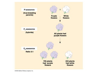 Mendelian-Genetics-1.ppt