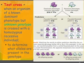 Mendelian-Genetics-2020-Final-Autosaved-students-copy.ppt