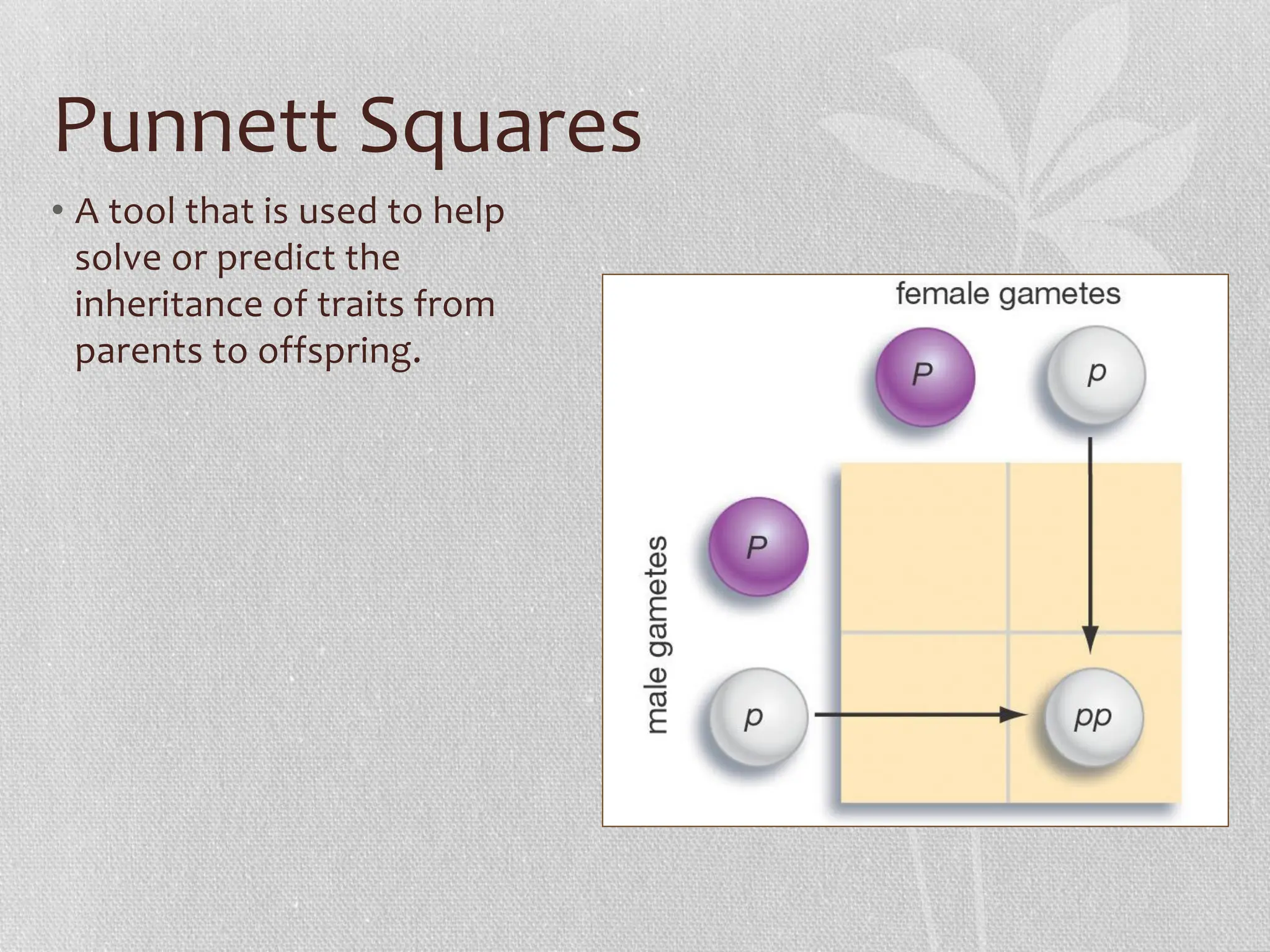 Mendelian-Genetics biology...........................................pdf