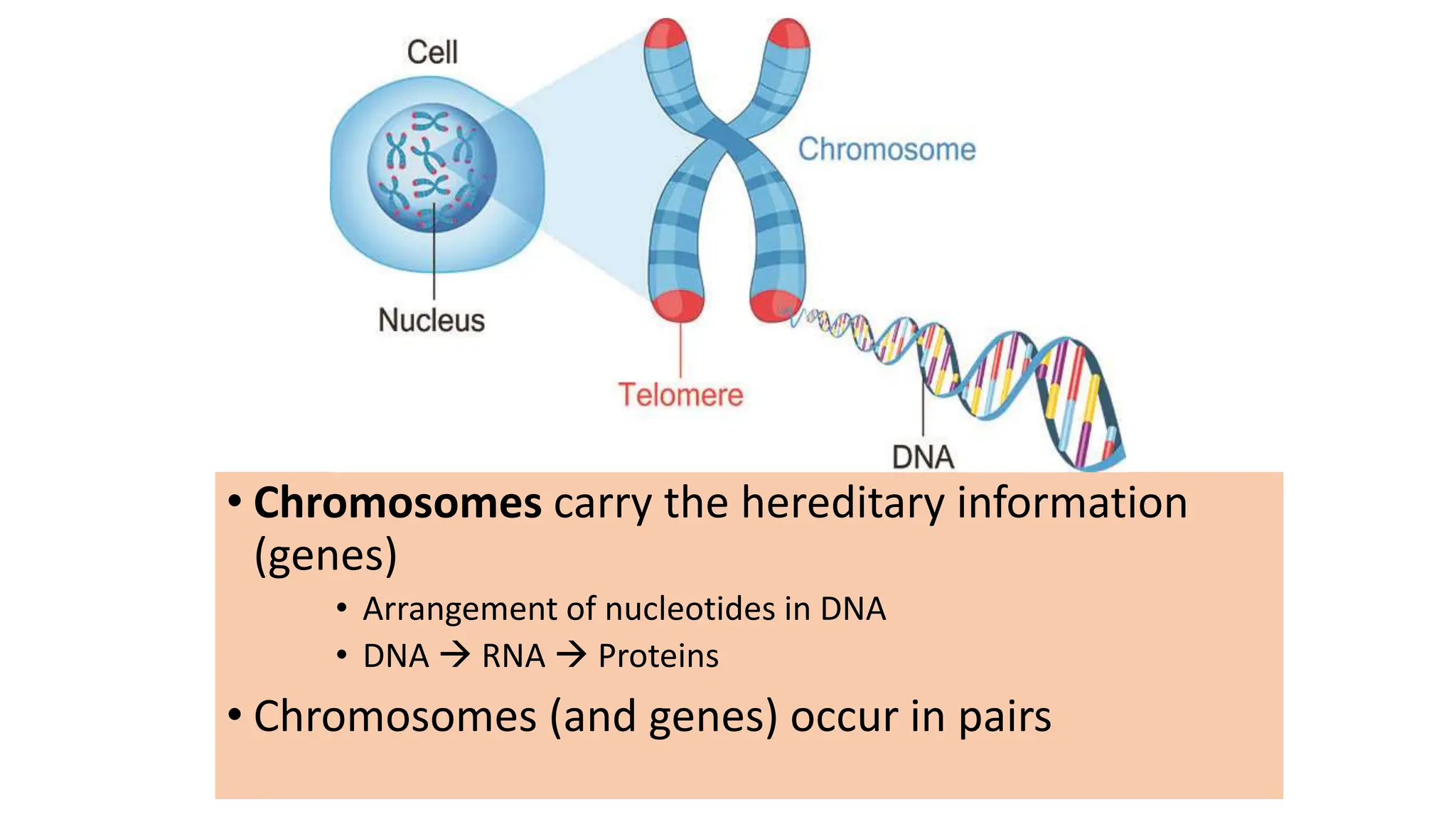 Mendelian-Genetics(Science grade 9).pptx