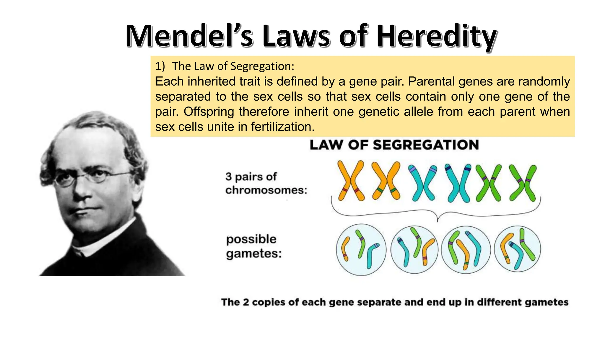 Mendelian-Genetics(Science grade 9).pptx