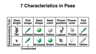 Mendelian-Genetics(Science grade 9).pptx