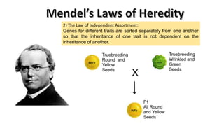 Mendelian-Genetics(Science grade 9).pptx | Genetics | Science