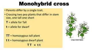 Mendelian-Genetics(Science grade 9).pptx