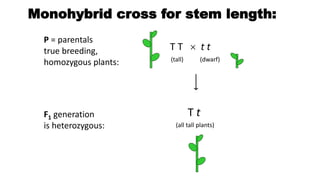 Mendelian-Genetics(Science grade 9).pptx