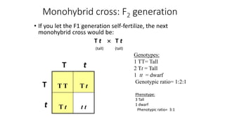 Mendelian-Genetics(Science grade 9).pptx