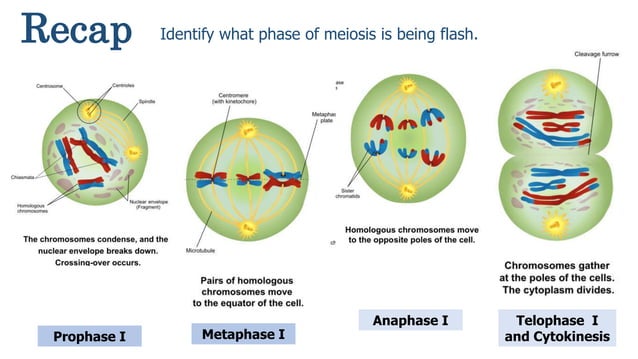 Mendelian-Genetics(Science grade 9).pptx | Genetics | Science