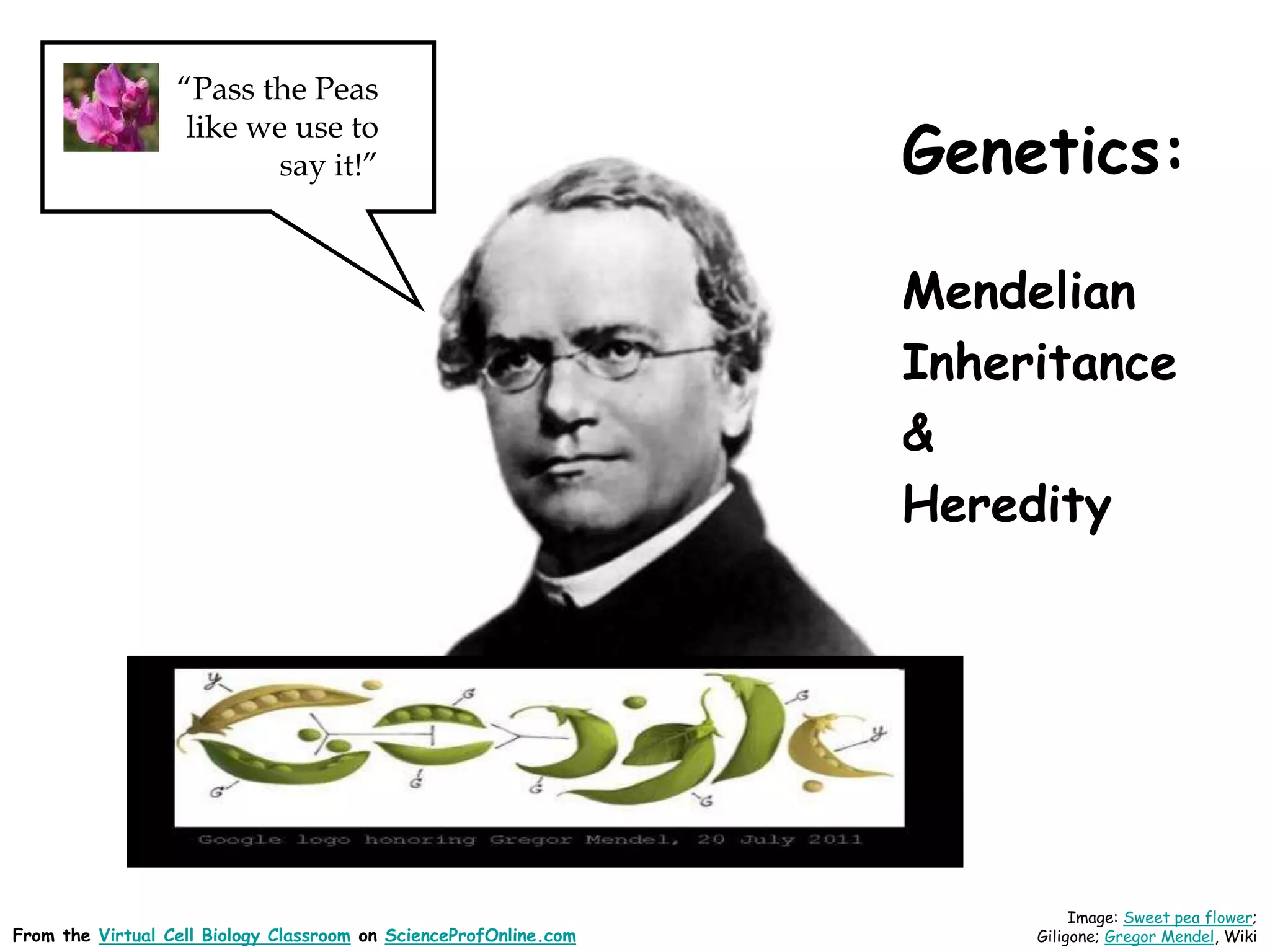 Mendelian-Genetics-Heredity-Biology-Lecture-PowerPoint-VCBC.ppt