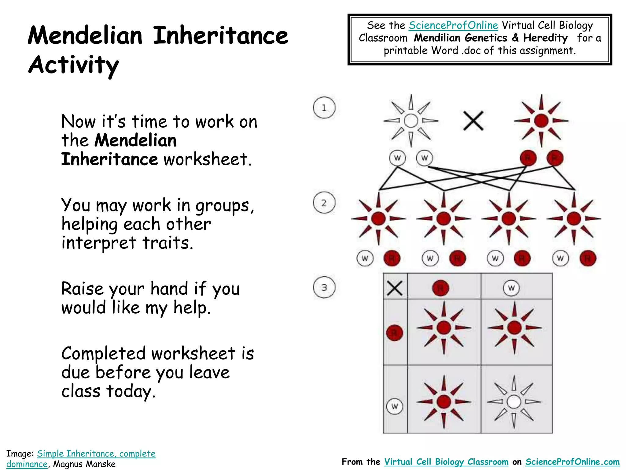 Mendelian-Genetics-Heredity-Biology-Lecture-PowerPoint-VCBC.ppt