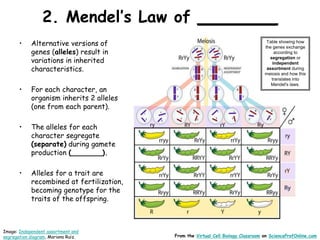 Mendelian-Genetics-Heredity-Biology-Lecture-PowerPoint-VCBC.ppt