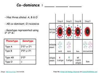 Mendelian-Genetics-Heredity-Biology-Lecture-PowerPoint-VCBC.ppt