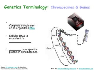Mendelian-Genetics-Heredity-Biology-Lecture-PowerPoint-VCBC.ppt