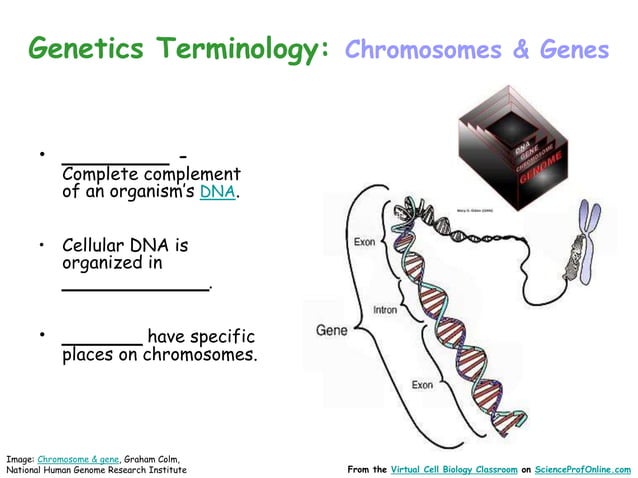 Mendelian-Genetics-Heredity-Biology-Lecture-PowerPoint-VCBC.ppt