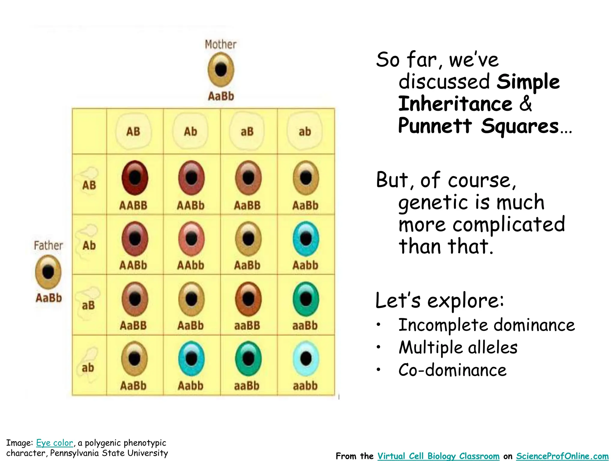 Mendelian-Genetics-Heredity-Biology-Lecture-PowerPoint-VCBC.ppt ...