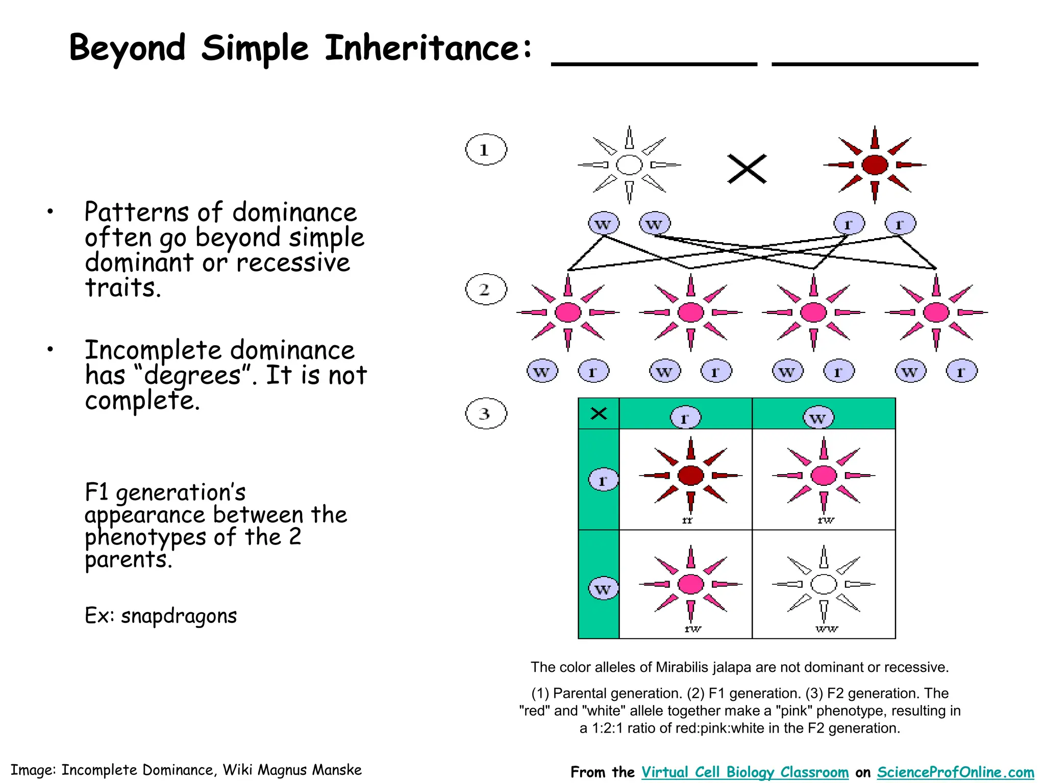 Mendelian-Genetics-Heredity-Biology-Lecture-PowerPoint-VCBC.ppt