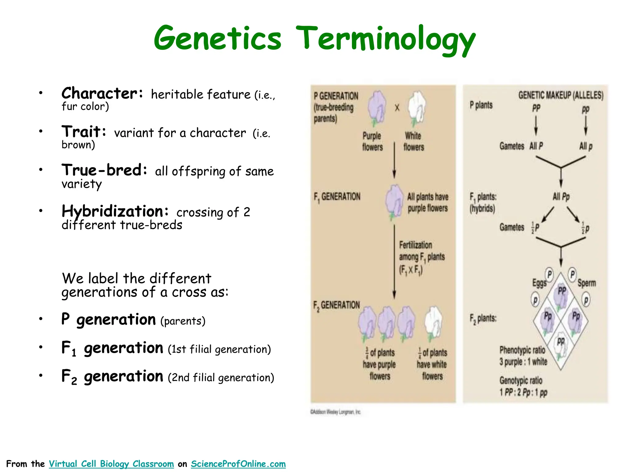 Mendelian-Genetics-Heredity-Biology-Lecture-PowerPoint-VCBC.ppt ...