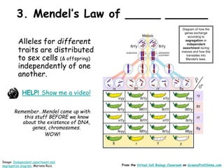 Mendelian-Genetics-Heredity-Biology-Lecture-PowerPoint-VCBC.ppt ...