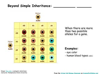 Mendelian-Genetics-Heredity-Biology-Lecture-PowerPoint-VCBC.ppt ...