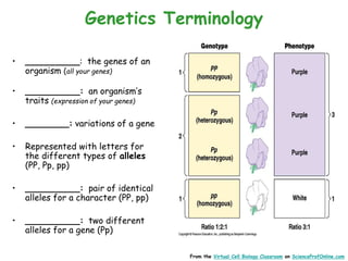 Mendelian-Genetics-Heredity-Biology-Lecture-PowerPoint-VCBC.ppt ...