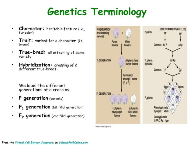 Mendelian-Genetics-Heredity-Biology-Lecture-PowerPoint-VCBC.ppt